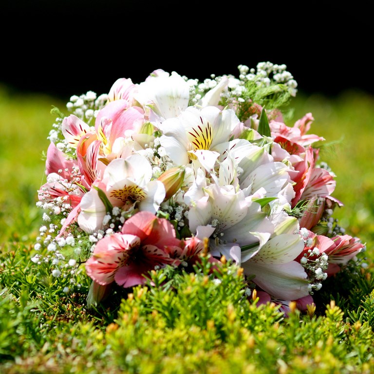 Blumen. Gartencenter - START